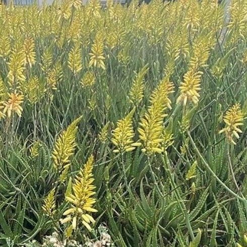 Aloe – Succular.nz