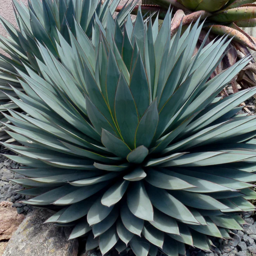 Agave Blue Ember – Succular.nz