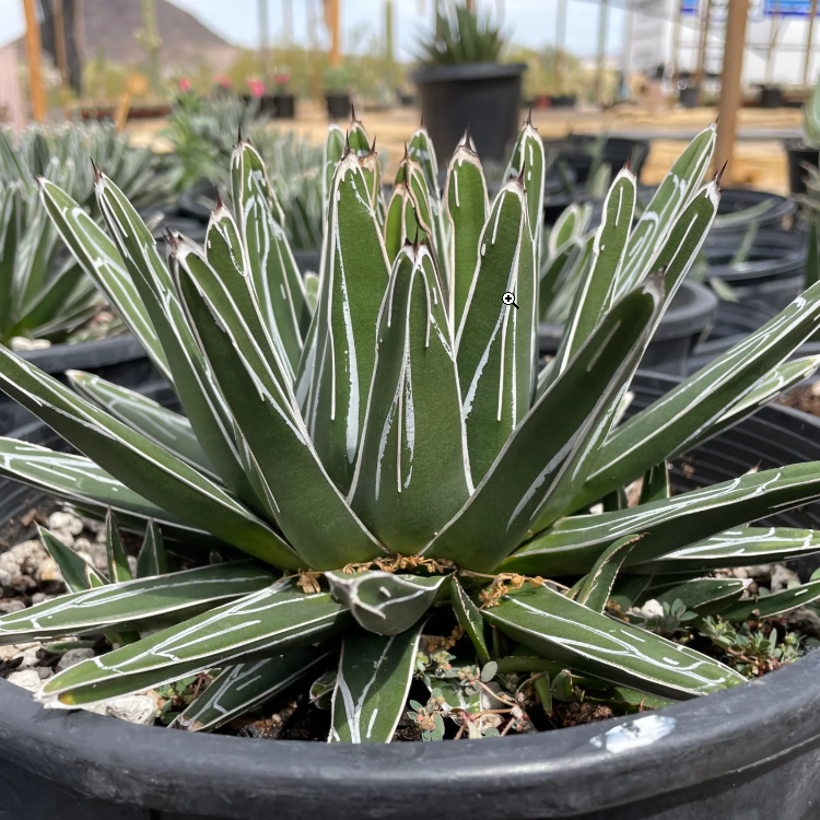Agave Victoriae Reginae | Queen Victoria Century Plant – Succular.nz