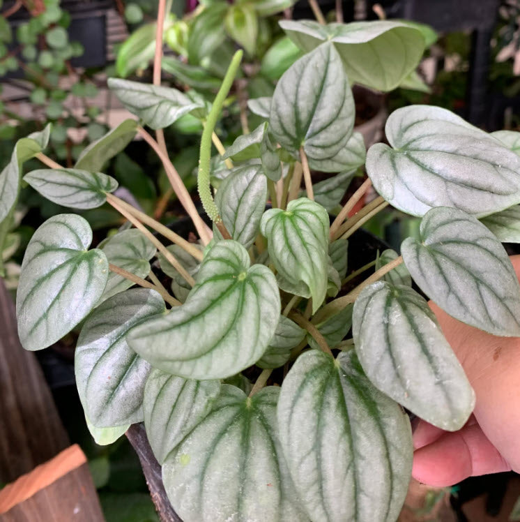 Peperomia Caperata | Moonlight – Succular.nz