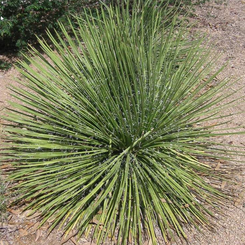Agave Geminiflora | Twin-flowered Agave – Succular.nz