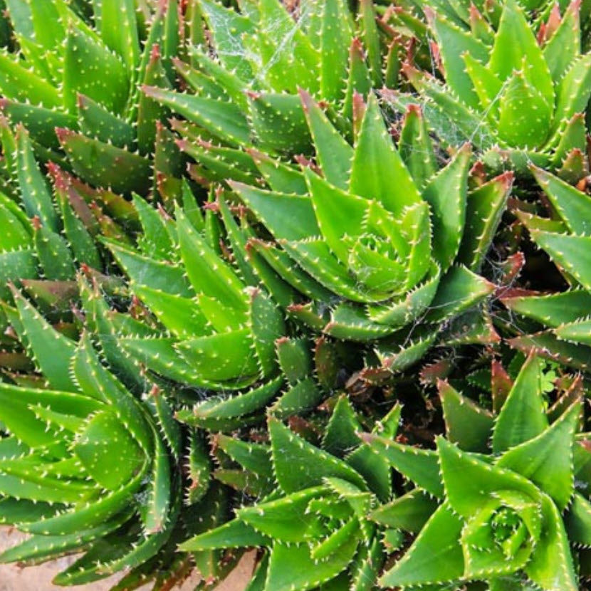 Aloe Nobilis | Golden Toothed Aloe – Succular.nz