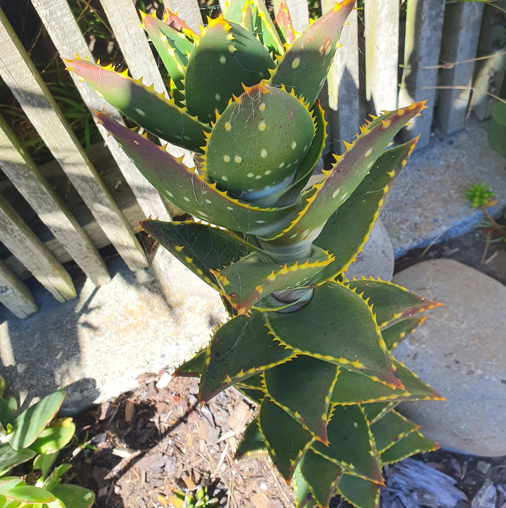 Aloe Distans | Golden Tooth Aloe – Succular.nz