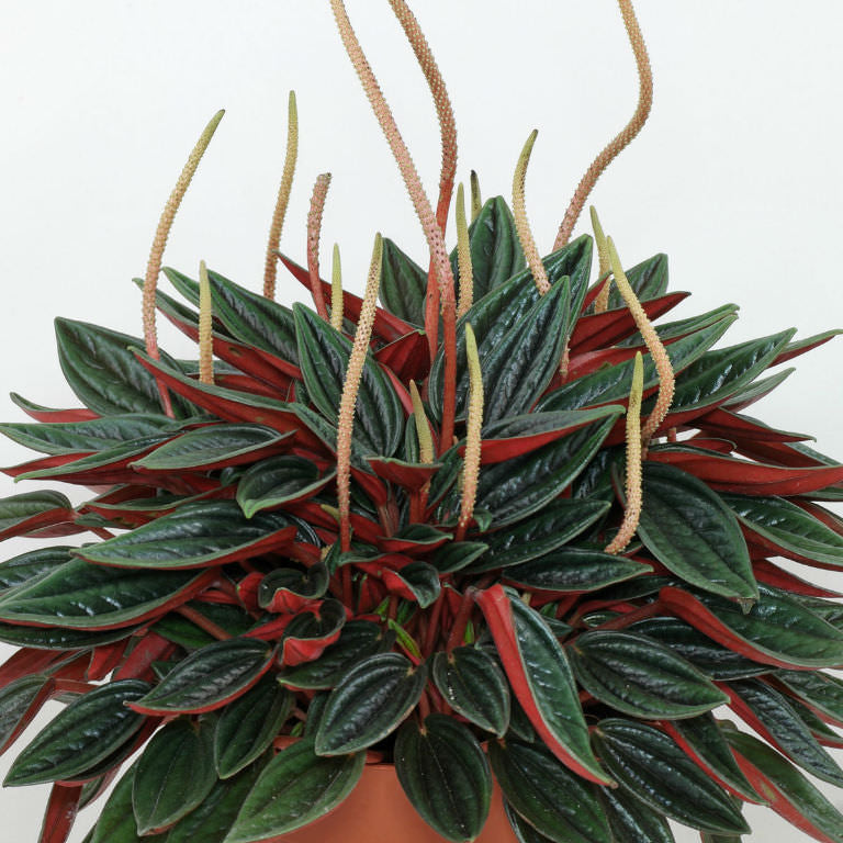 Peperomia Rosso – Succular.nz