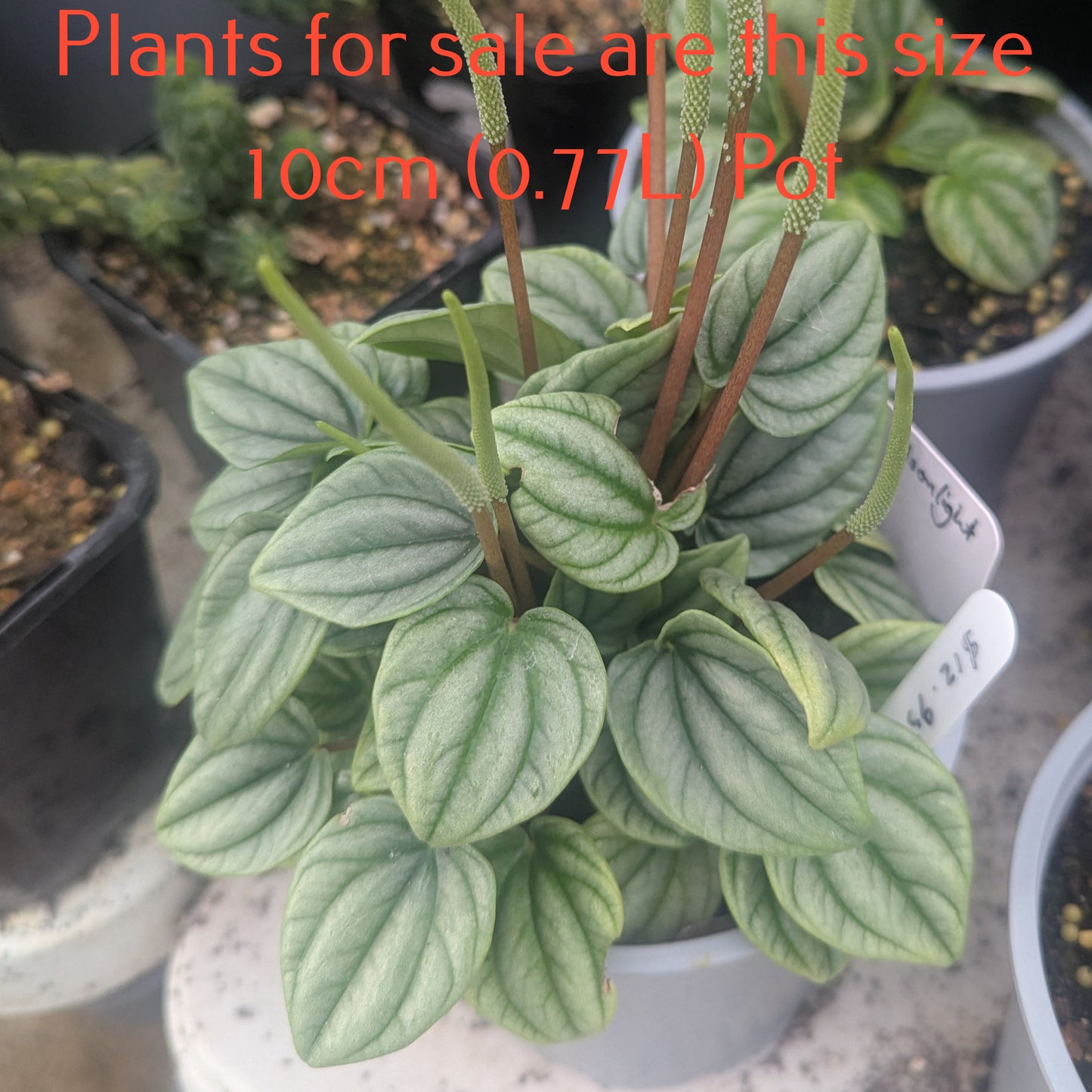 Peperomia Caperata | Moonlight – Succular.nz