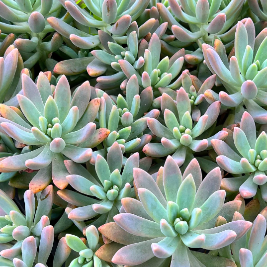 Graptosedum Francesco Baldi – Succular.nz