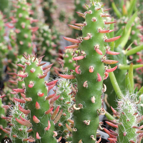 Opuntia Subulata | Eve's Pin – Succular.nz