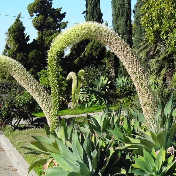 Agave Attenuata | Fox Tail Agave – Succular.nz