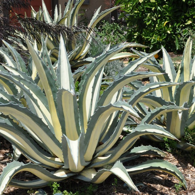 Agave Americana var. Mediopicta Alba | White-Striped Century Plant ...