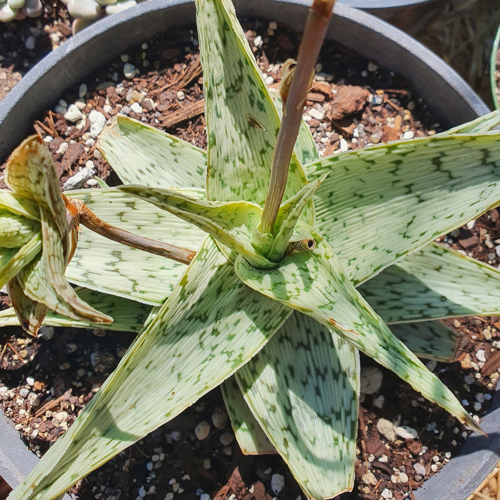 Aloe Quicksilver – Succular.nz