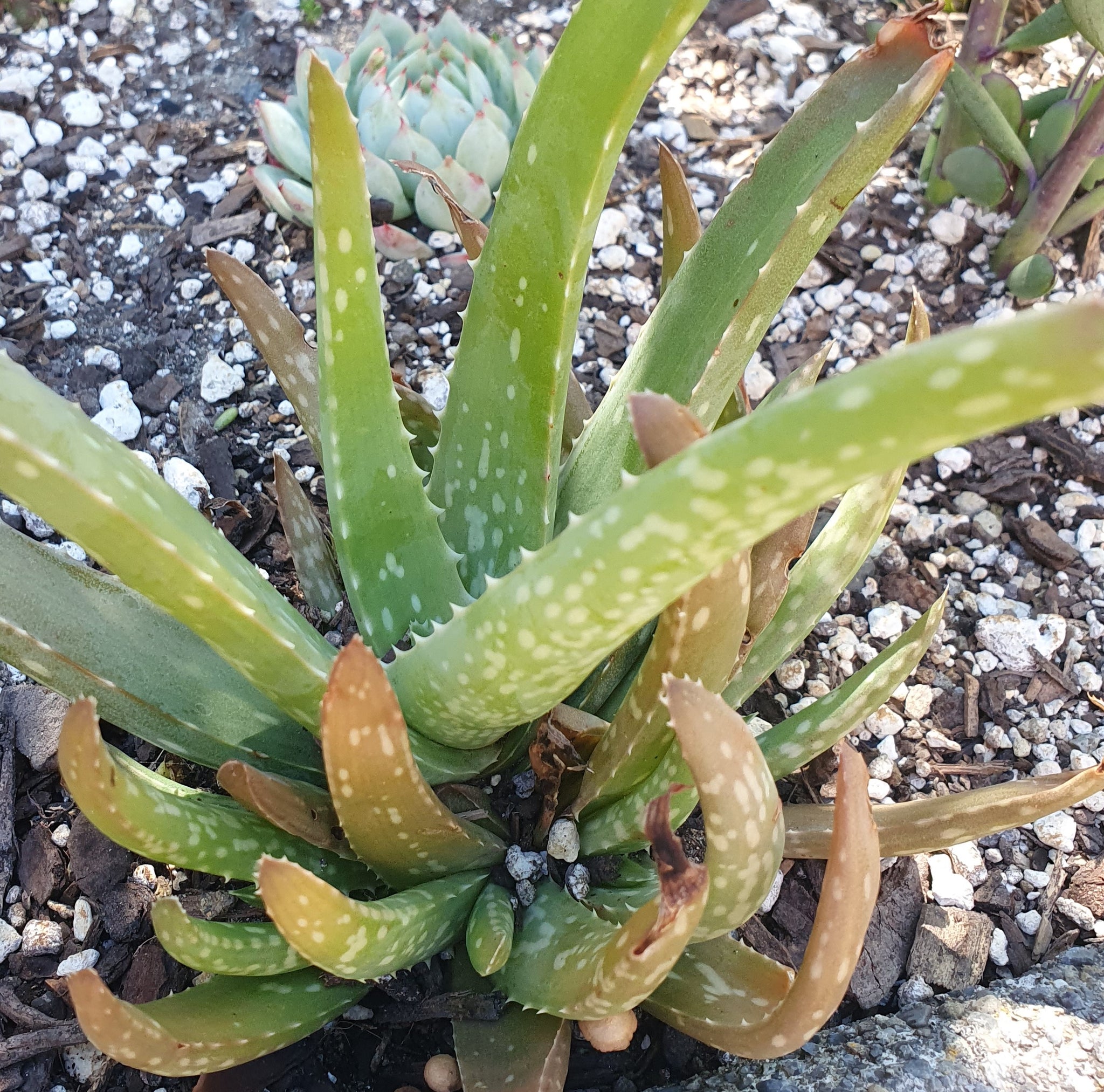 Aloe Vera | Aloe Barbadensis Miller – Succular.nz