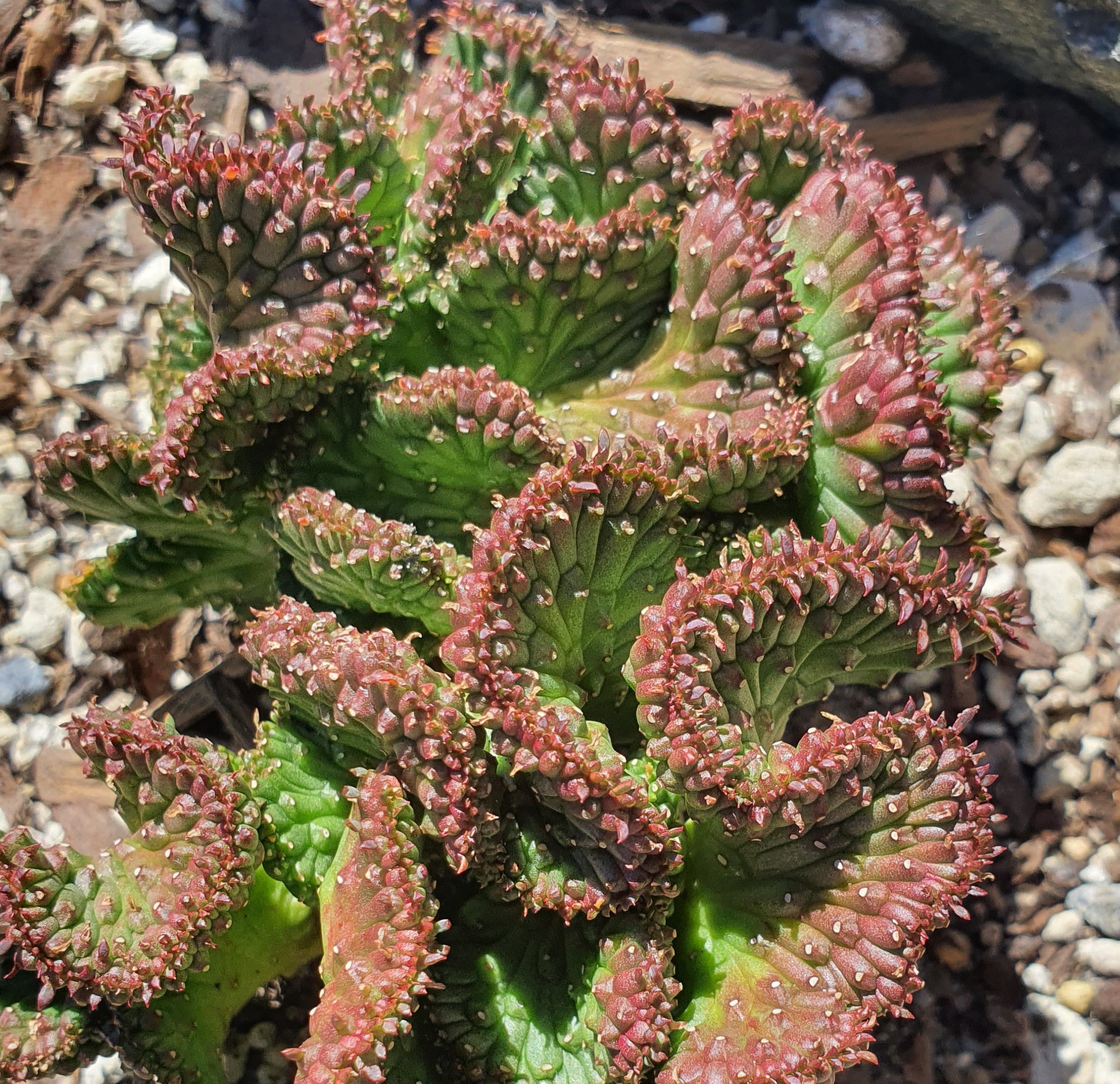 Euphorbia Flanaganii Cristata | Green Coral – Succular.nz