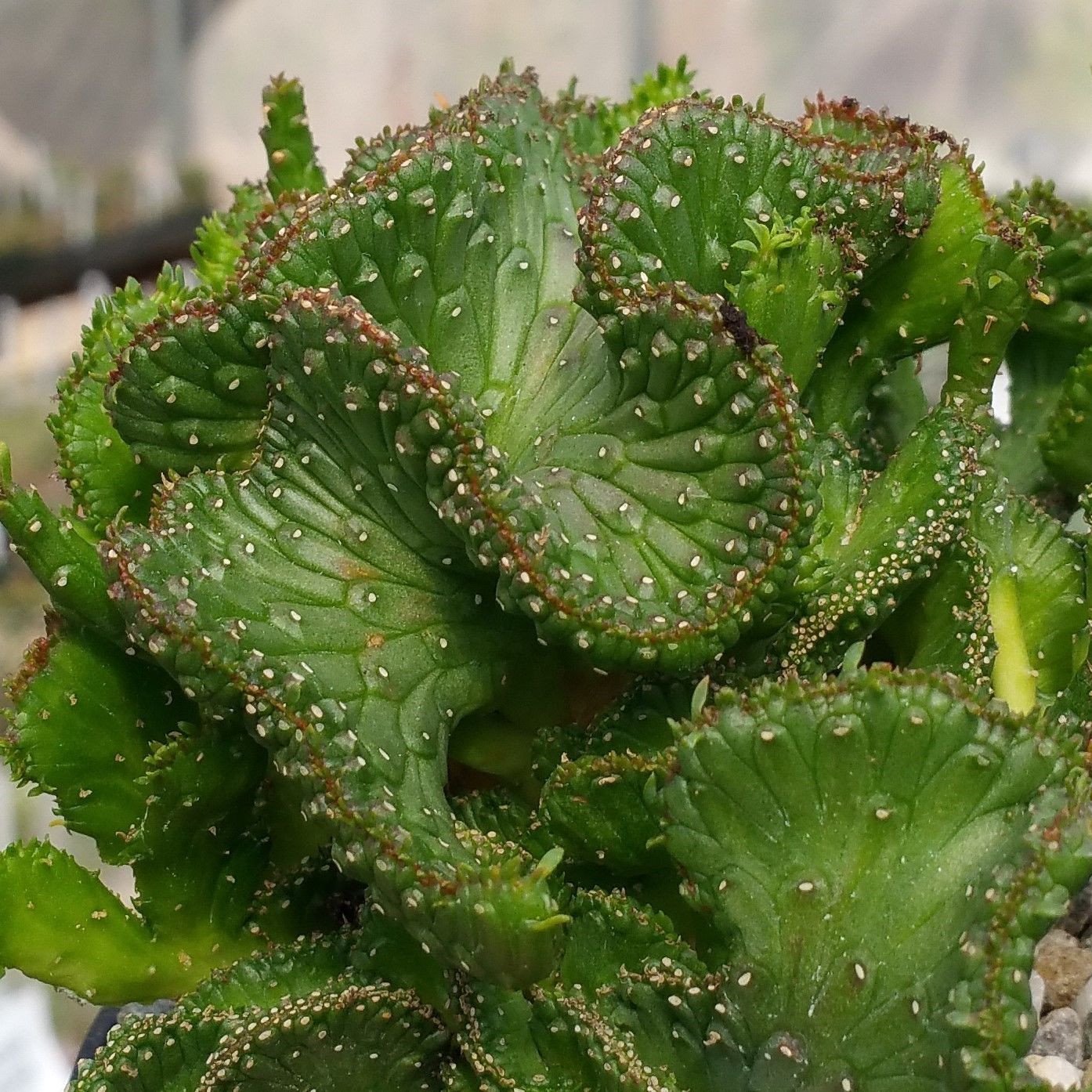 Euphorbia Flanaganii Cristata | Green Coral – Succular.nz
