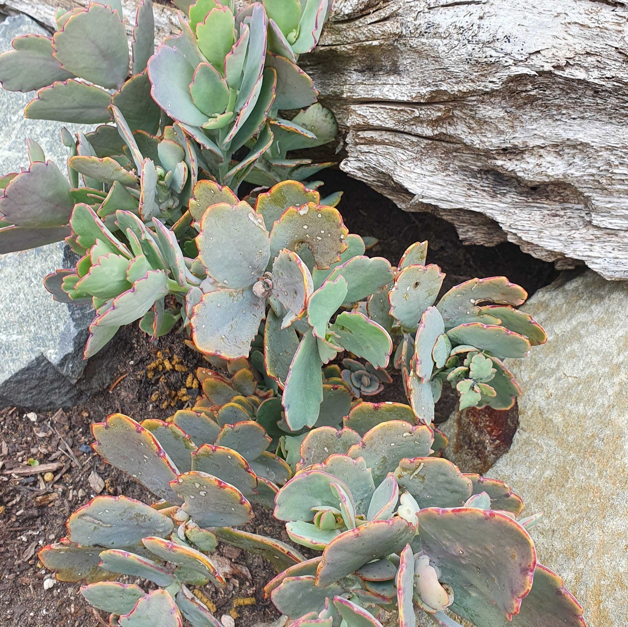 Lavender Scallops Kalanchoe Fedtschenkoi (Lavender Scallops) World