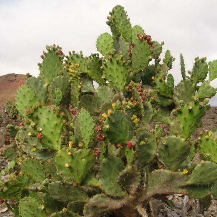Opuntia Monacantha | Drooping Prickly Pear – Succular.nz