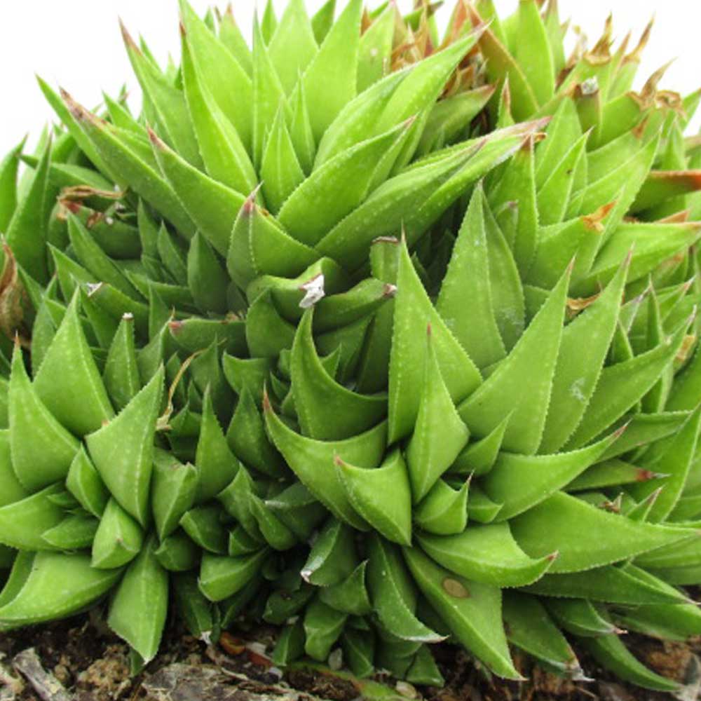 Haworthiopsis Manda's Hybrid – Succular.nz