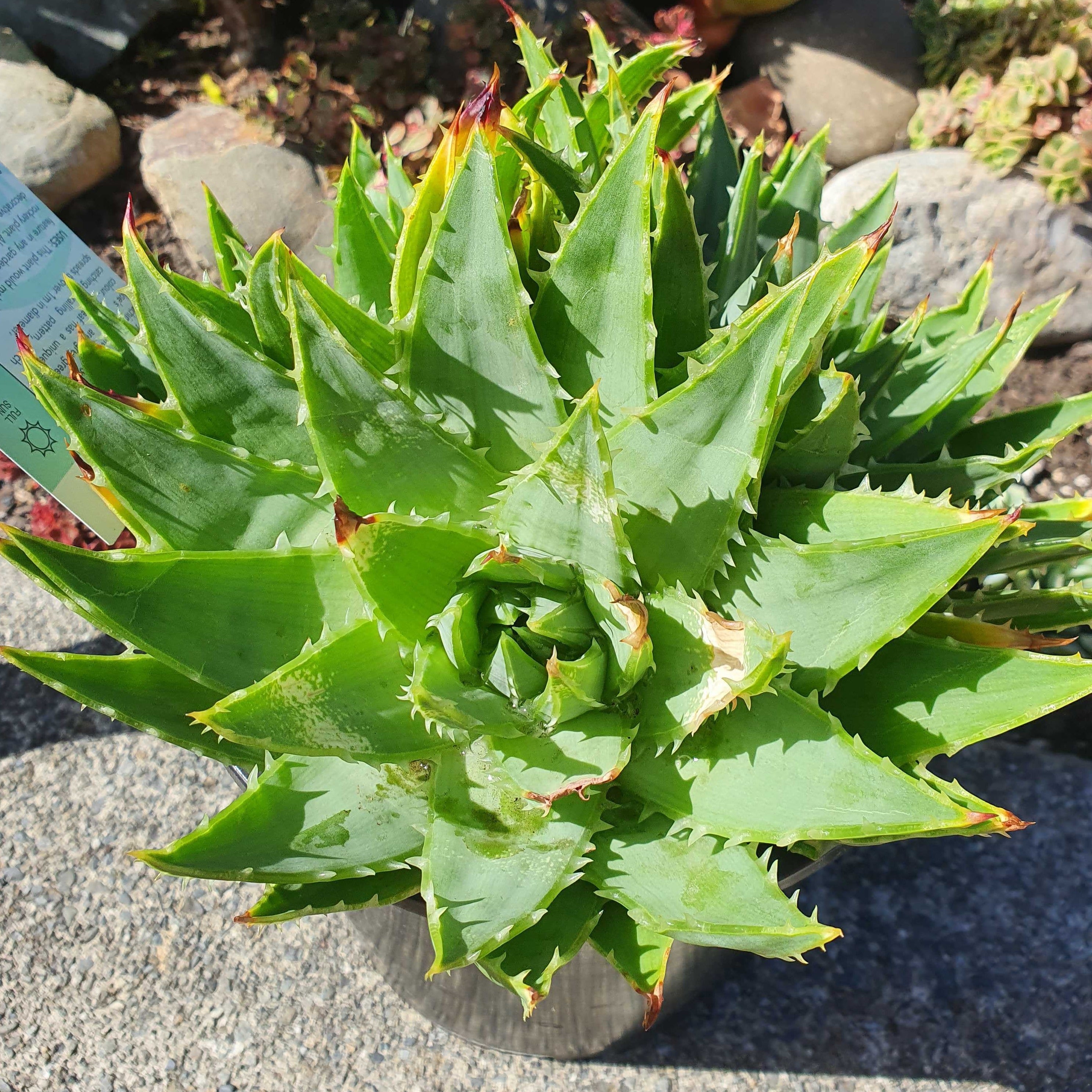 Aloe Nobilis | Golden Toothed Aloe – Succular.nz